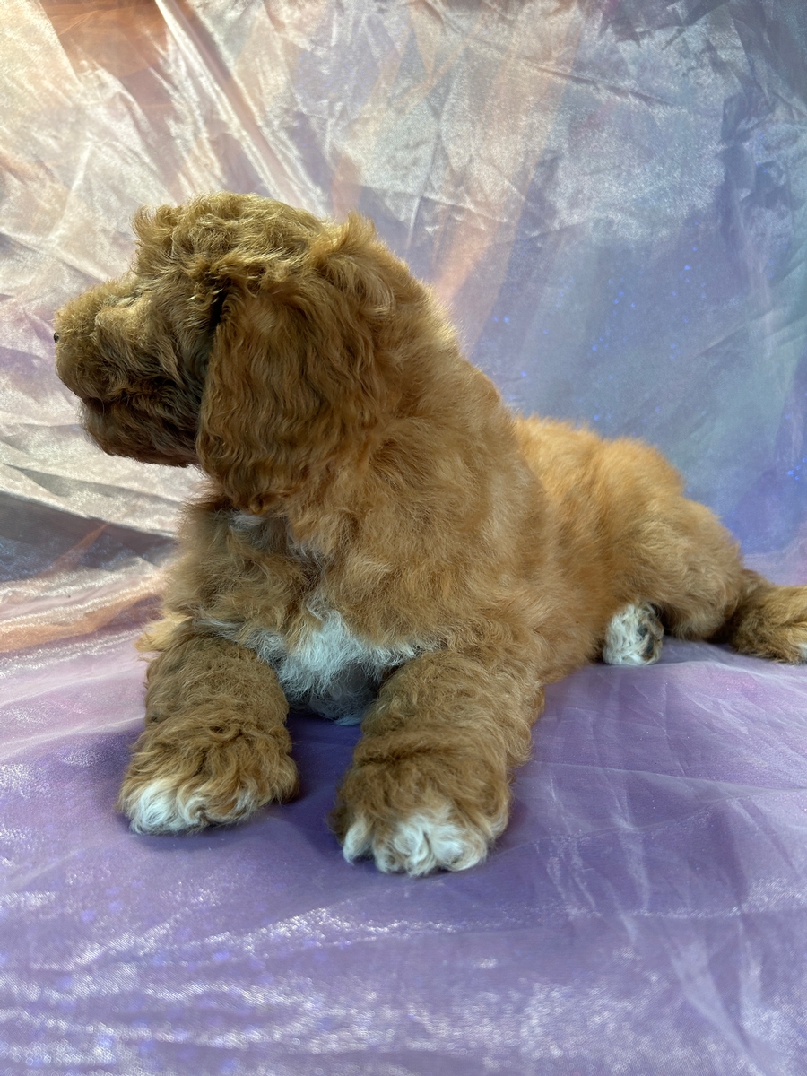 Red F1b Schnoodle Puppy for Sale with White Markings