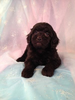 Black Female Bichon Poo for sale|Iowa Puppies by an Iowa Breeder ...