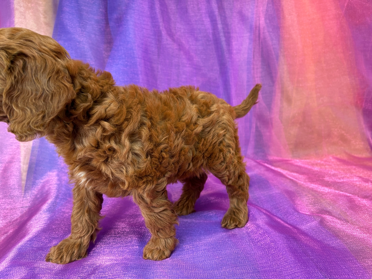 Iowa and Minnesota's Top Mini Goldendoodle Breeder