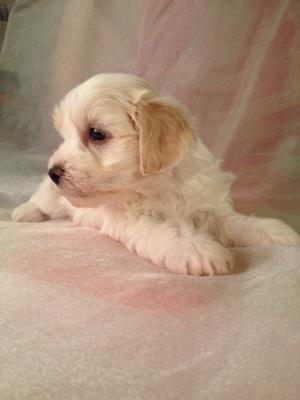 Lachon Teddy Bear Puppies for Sale by Purebredpups.com, Iowa's Top Breeder!