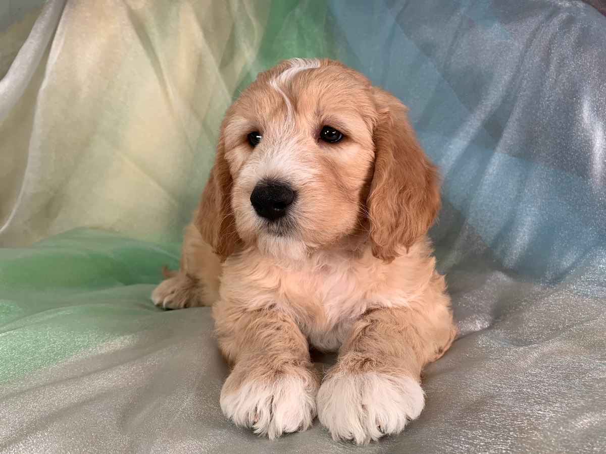 Mini Goldendoodle Breeders, Iowa Pups, Parti Colored, Professional
