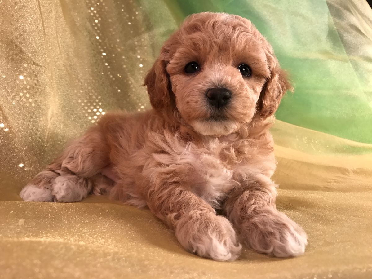 Bichon Poodles|Poochon Breeders|Puppies Available|Iowa,Minnesota,Illinois