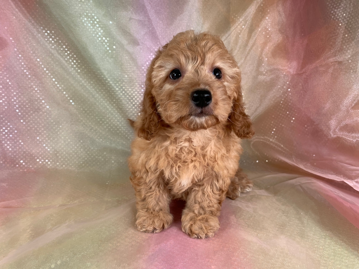 Available Iowa Puppies For Sale, Miniature Goldendoodle Breeder, Ready Now!
