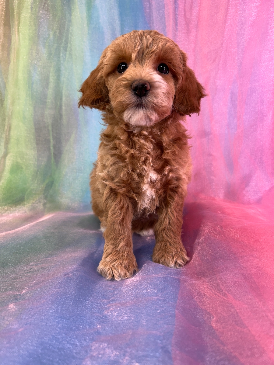 Professional Cockapoo Breeder, Iowa and Minnesota