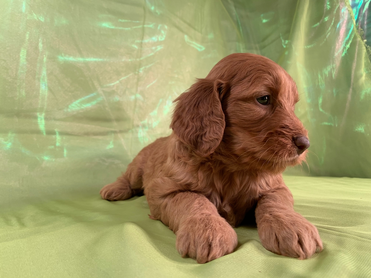 F1b Miniature Goldendoodle Breeders in Iowa, Dark Red, Green eyed ...