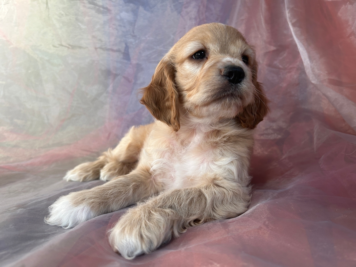 Buff American Cockapoo Puppies with White Markings for Sale