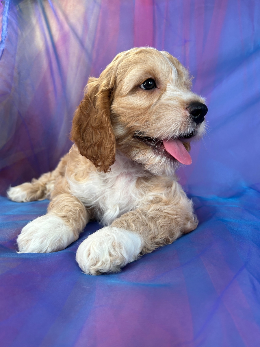 Buff Cockapoos with White Markings For Sale, IA, MN