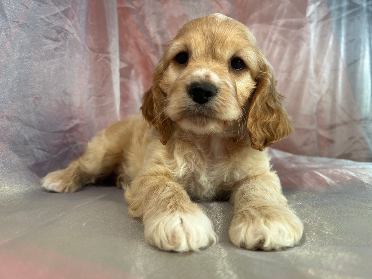 Buff American Cockapoo Puppies with White Markings for Sale