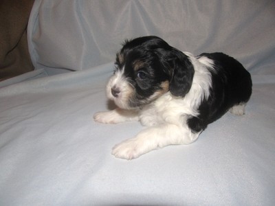 Female Tri colored Cavachon Puppy for sale|Cavachon Dog Breeder ...