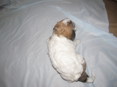 Sable and white Cavachon puppies for sale|Shipping $150|Purebredpups ...