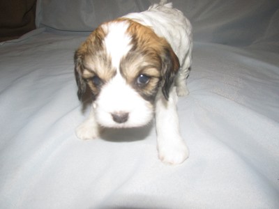 Sable and white Cavachon puppies for sale|Shipping $150|Purebredpups ...
