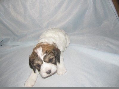Sable and white Cavachon puppies for sale|Shipping $150|Purebredpups ...