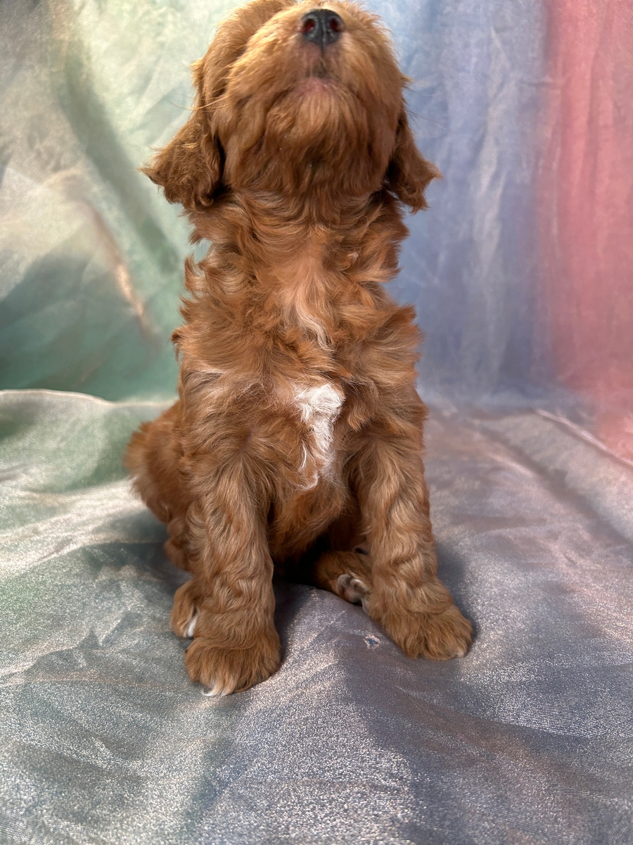 Professionally Bred Schnoodle Puppies in Iowa!