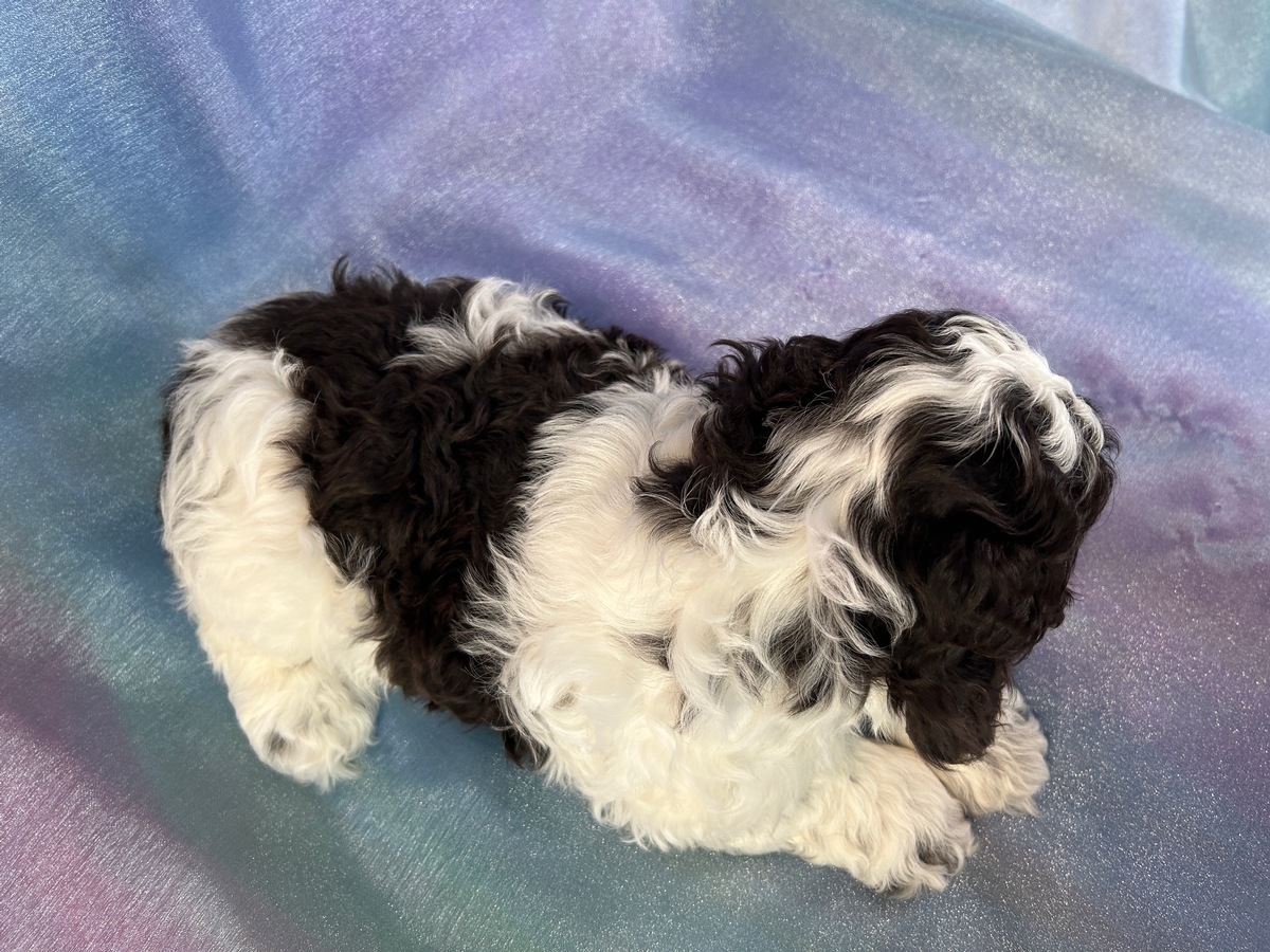 Iowa Cockapoo Breeder, Over Thirty Years Breeding Cockapoos!