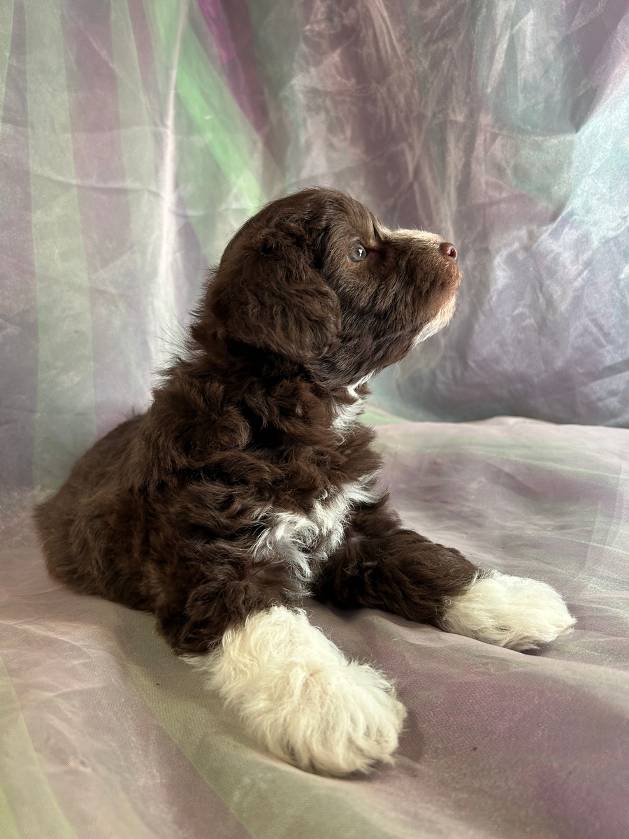 Chocolate Schnoodles for Sale in Iowa, White Markings!
