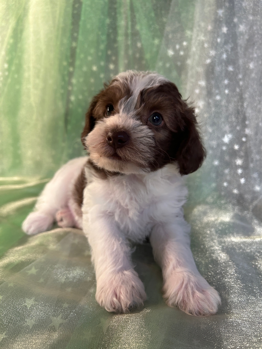 Schnoodle Puppies for Sale | Schnoodle Breeder in Iowa