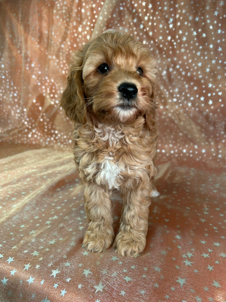 Top Breeder, Cockapoo Sale, Shipping Available $300