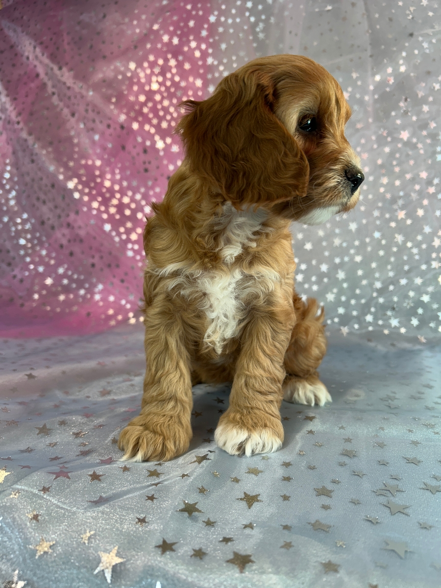 Cockapoo Puppies for Sale