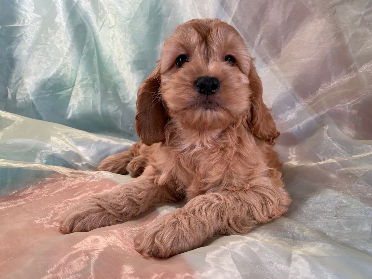 Cockapoo Puppies, Iowa Breeders, Puppies for Sale Now!