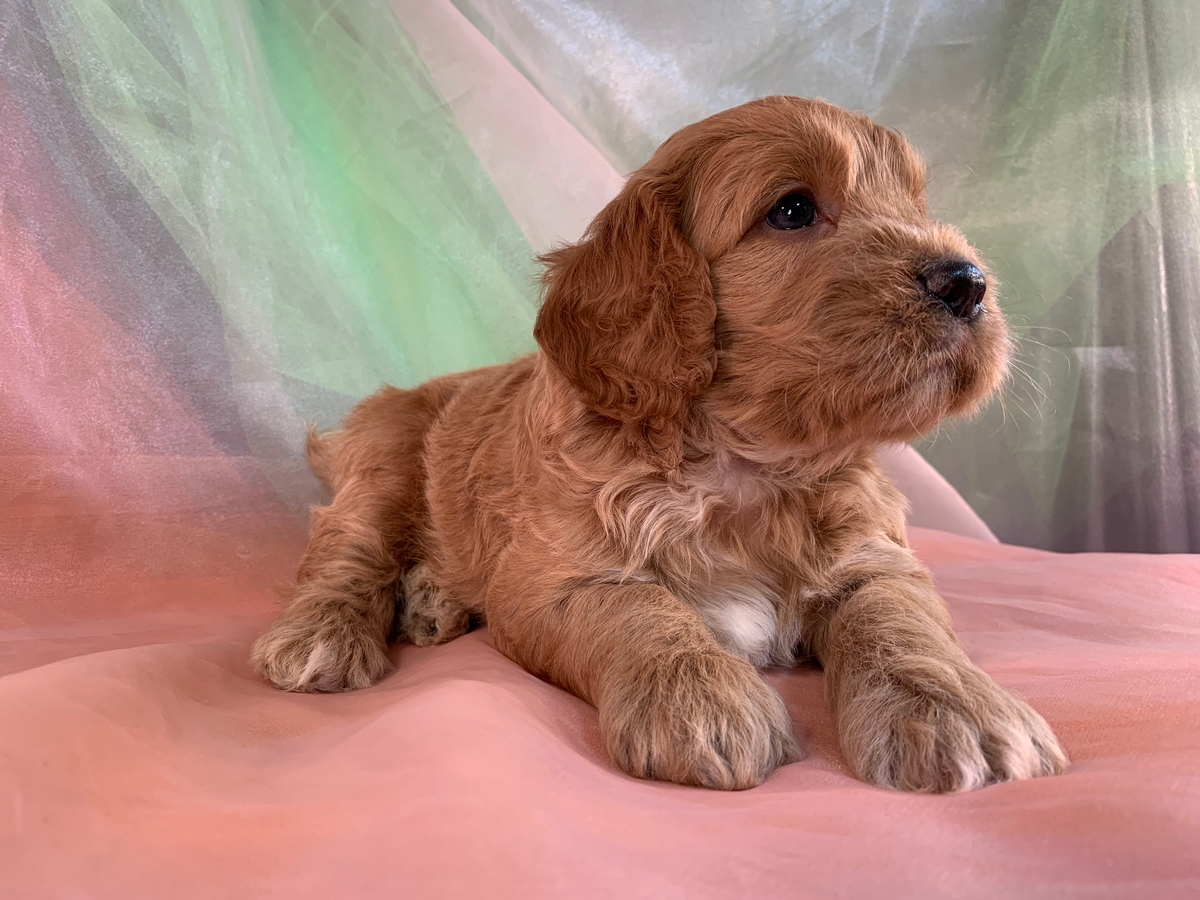 Cockapoo Puppies Available Now!