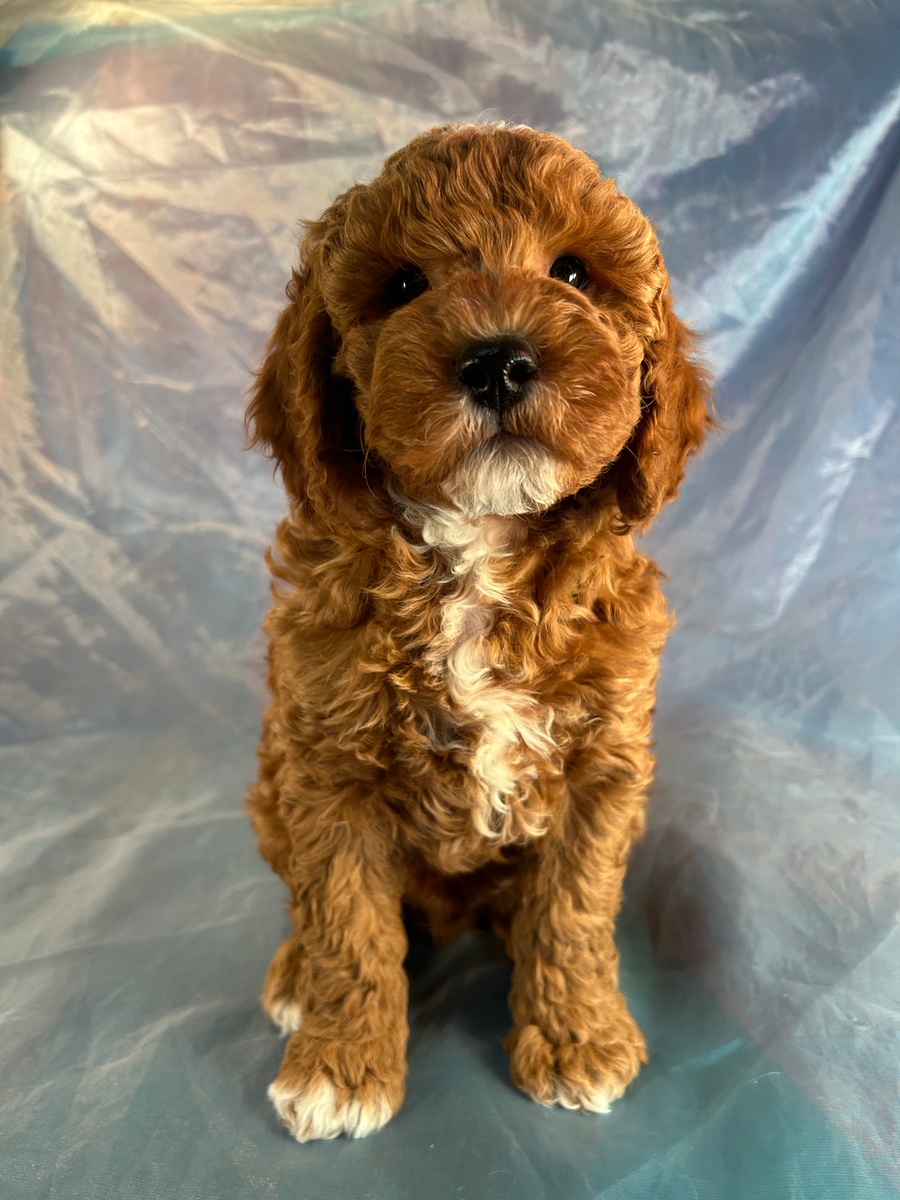 Dark Red Cockapoo with White Paws, Chest, and Chin for Sale in Iowa