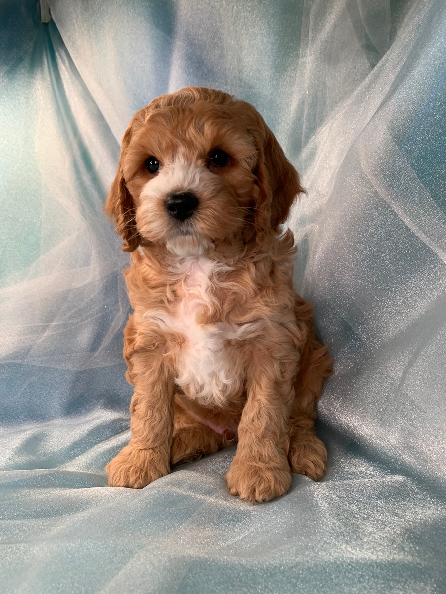 Buff F1 Cockapoo Pups for Sale, Cockapoo Breeders, Iowa, MN, Wisconsin
