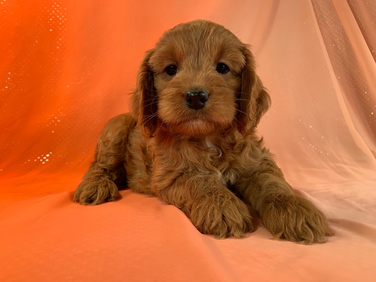 Cockapoo Puppies for Sale | Cockapoo Breeder in Iowa