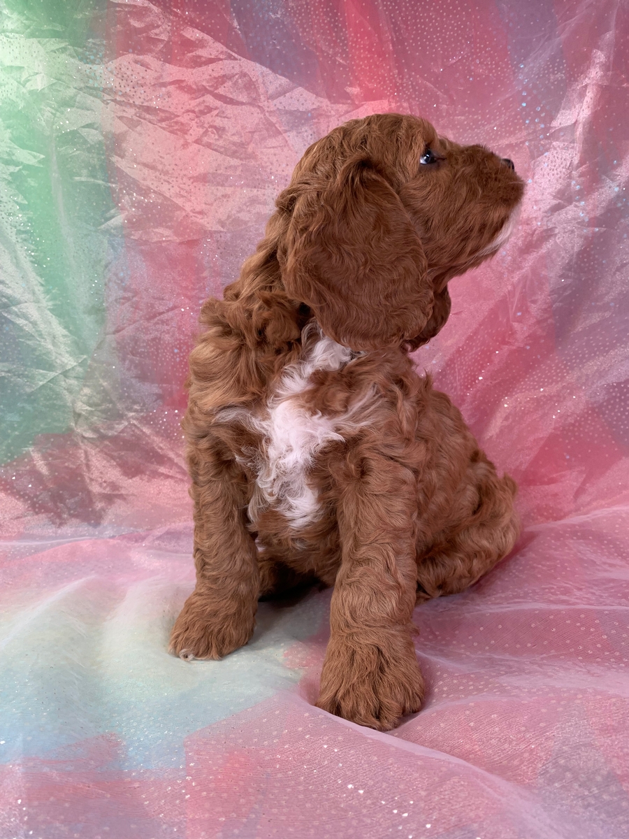 Dark Red Cockapoo Litter! Puppies Available! Iowa Breeders, $1200