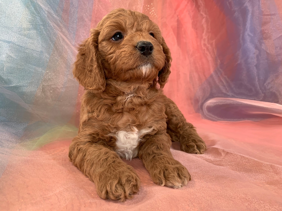 Dark Red Male Cockapoo Puppies for Sale in Iowa, $1200