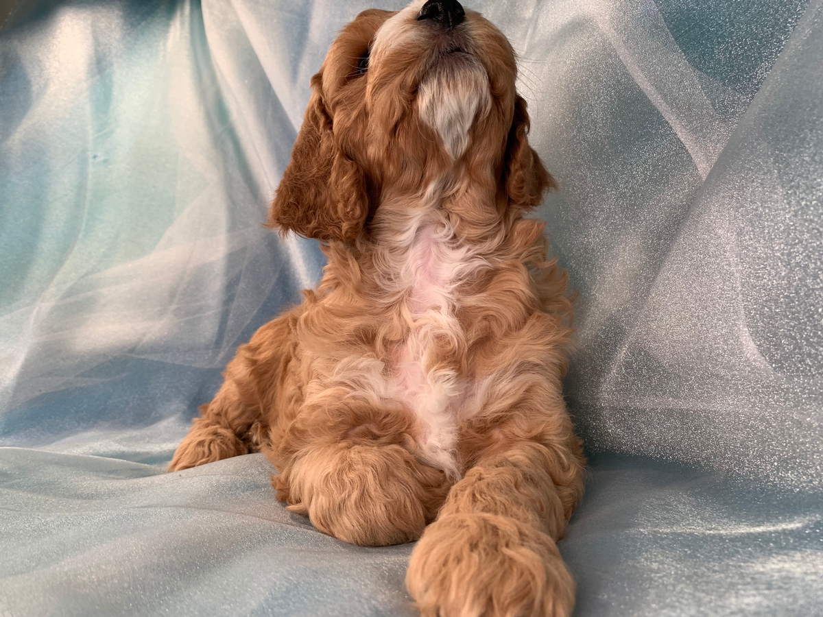 Buff F1 Cockapoo Pups for Sale, Cockapoo Breeders, Iowa, MN, Wisconsin