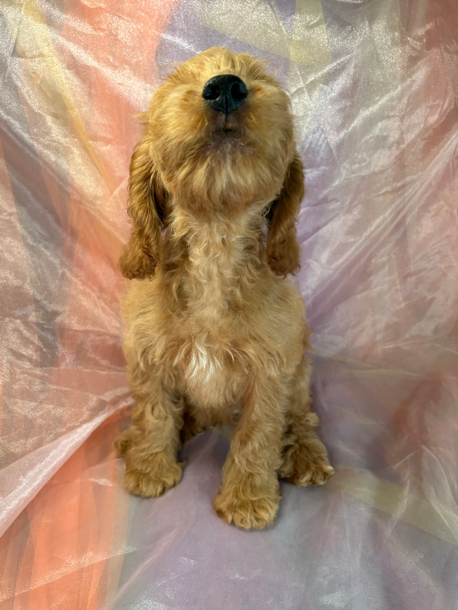 Professional Breeder, Cockapoo Puppies for Sale Now!
