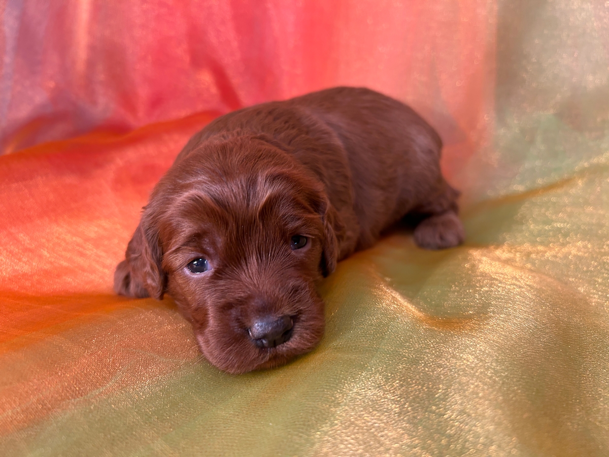 Dark Red Cockapoo Puppies Ready Now!