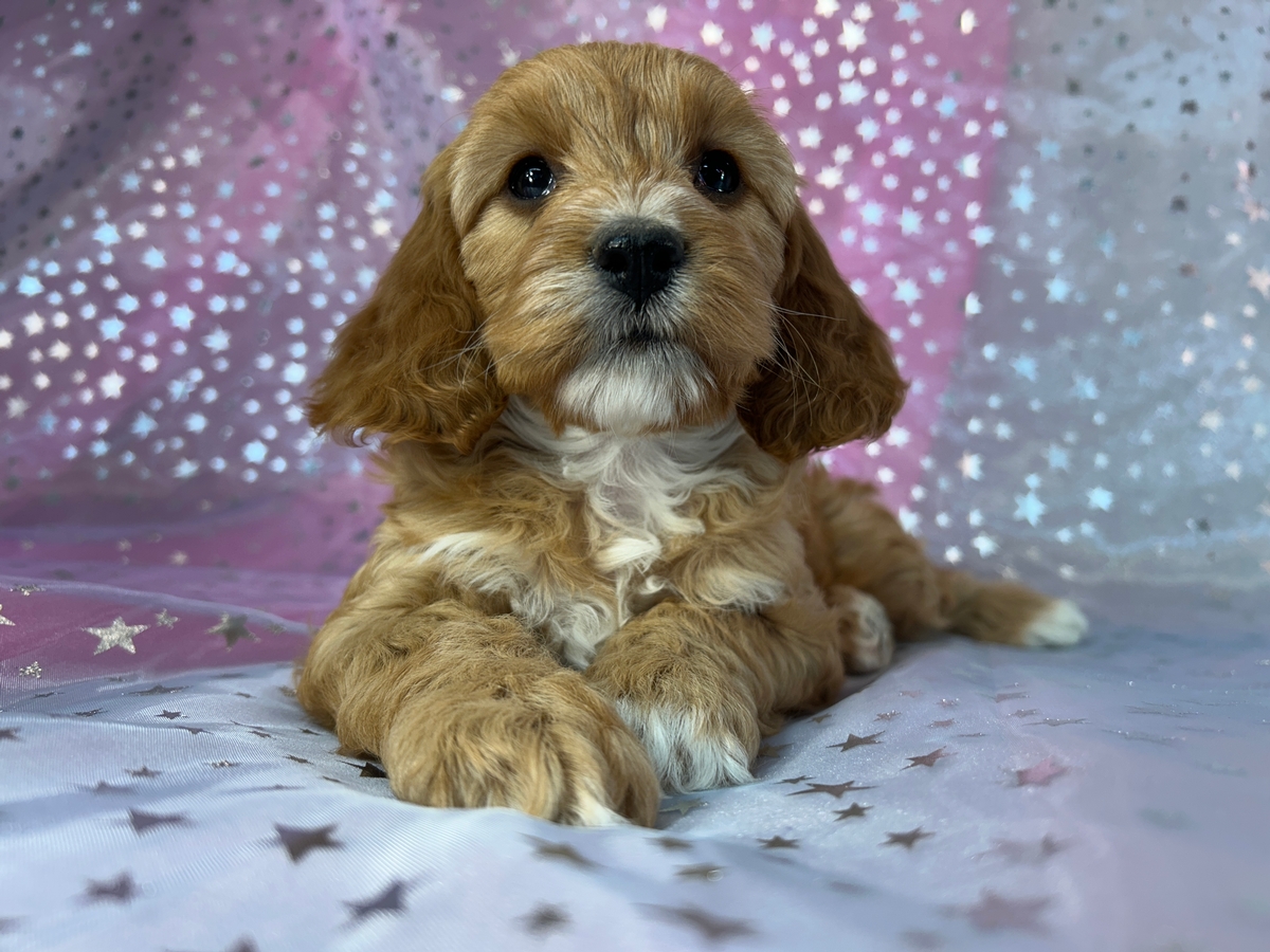 Cockapoo Puppies for Sale