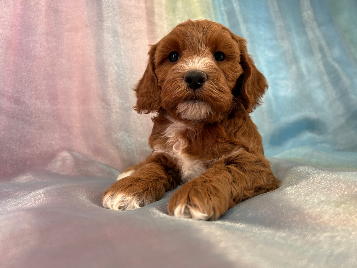 Red Cockapoo Pup, White Markings, Ready Now!