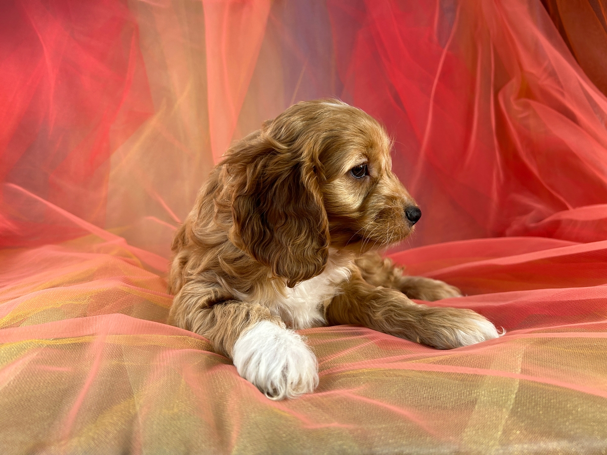 Professional Cockapoo Breeder, Puppies Ready Now! Iowa and Minnesota!