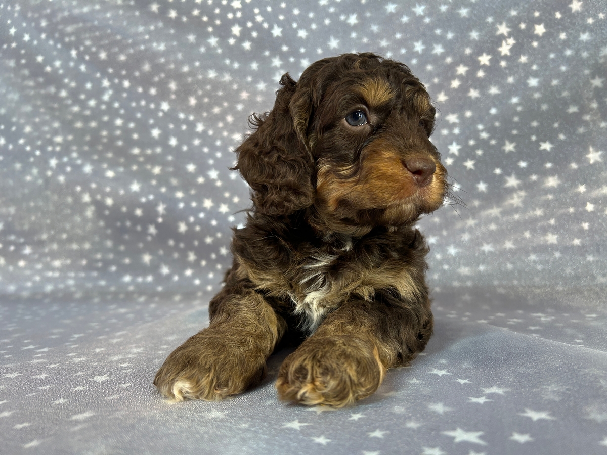 F1 Male Chocolate and Tan Cockapoo with White Markings, Iowa and Minnesota