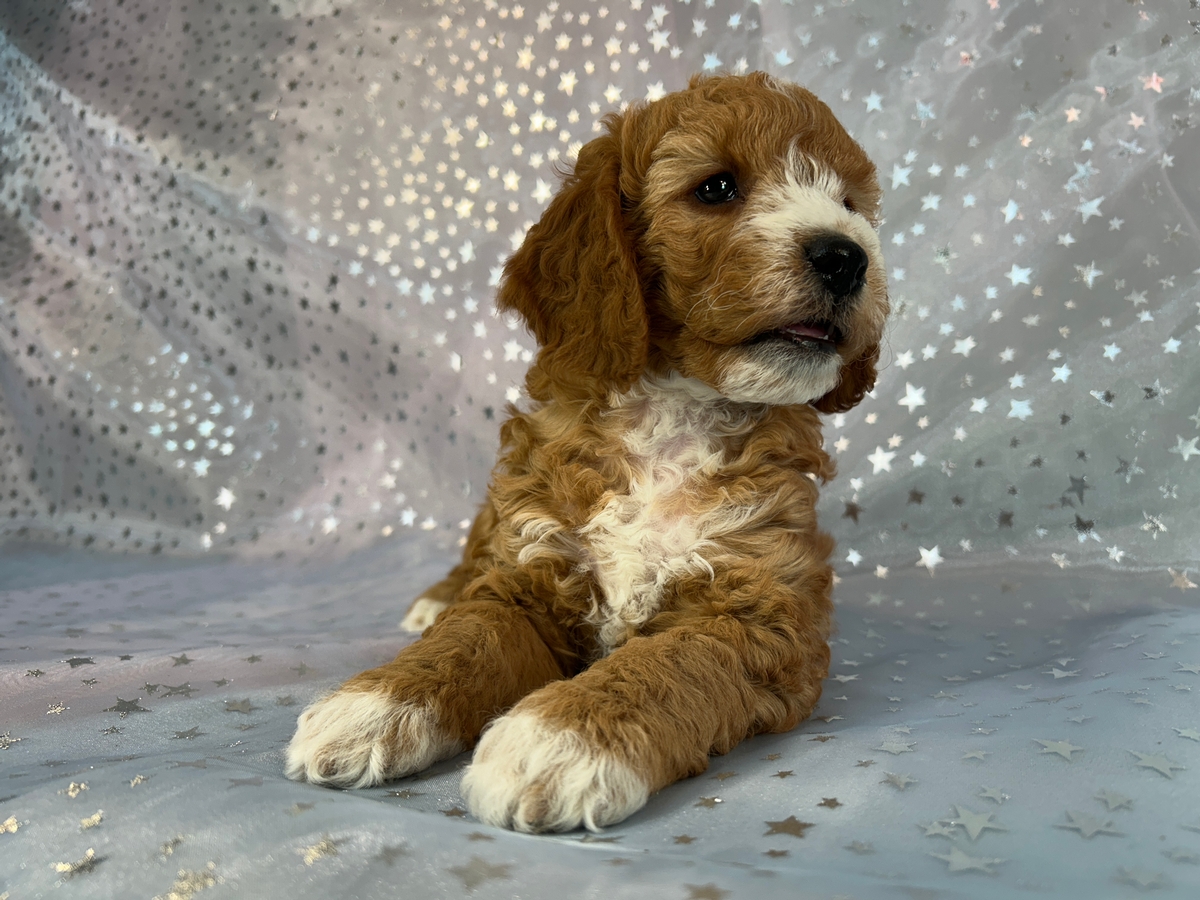 Joice Iowa, Cockapoo Puppies for Sale, Puppies Ready