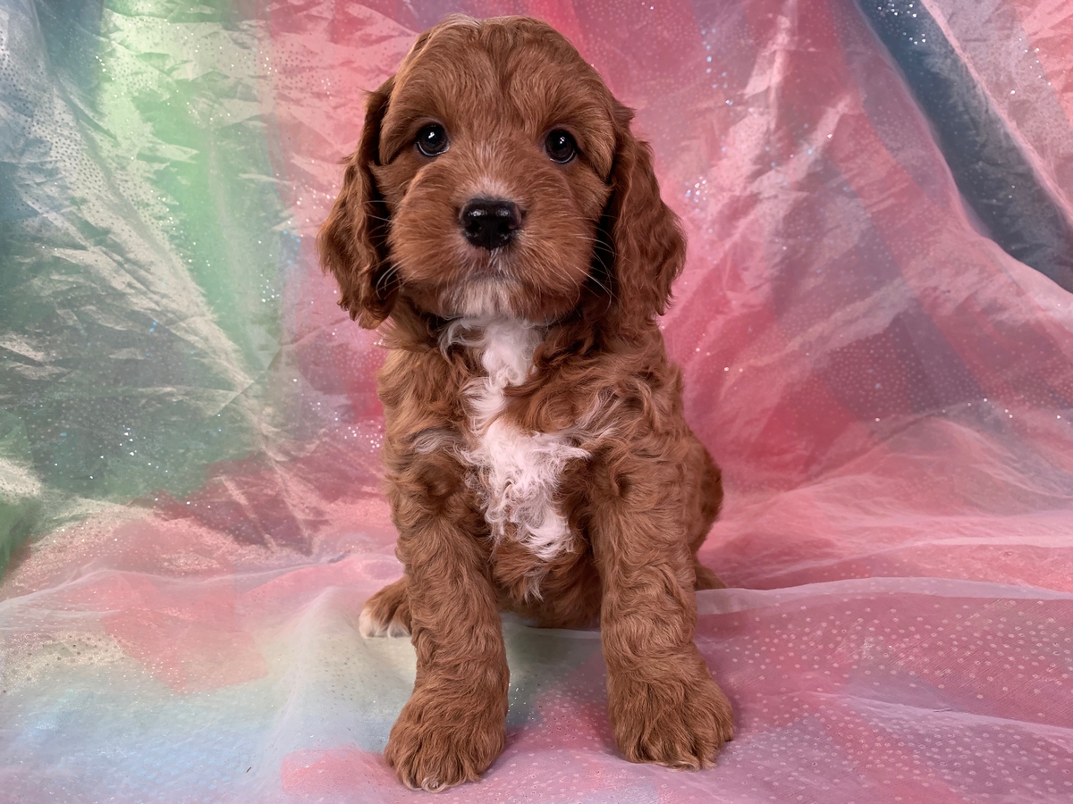 Dark Red Cockapoo Litter! Puppies Available! Iowa Breeders, $1200