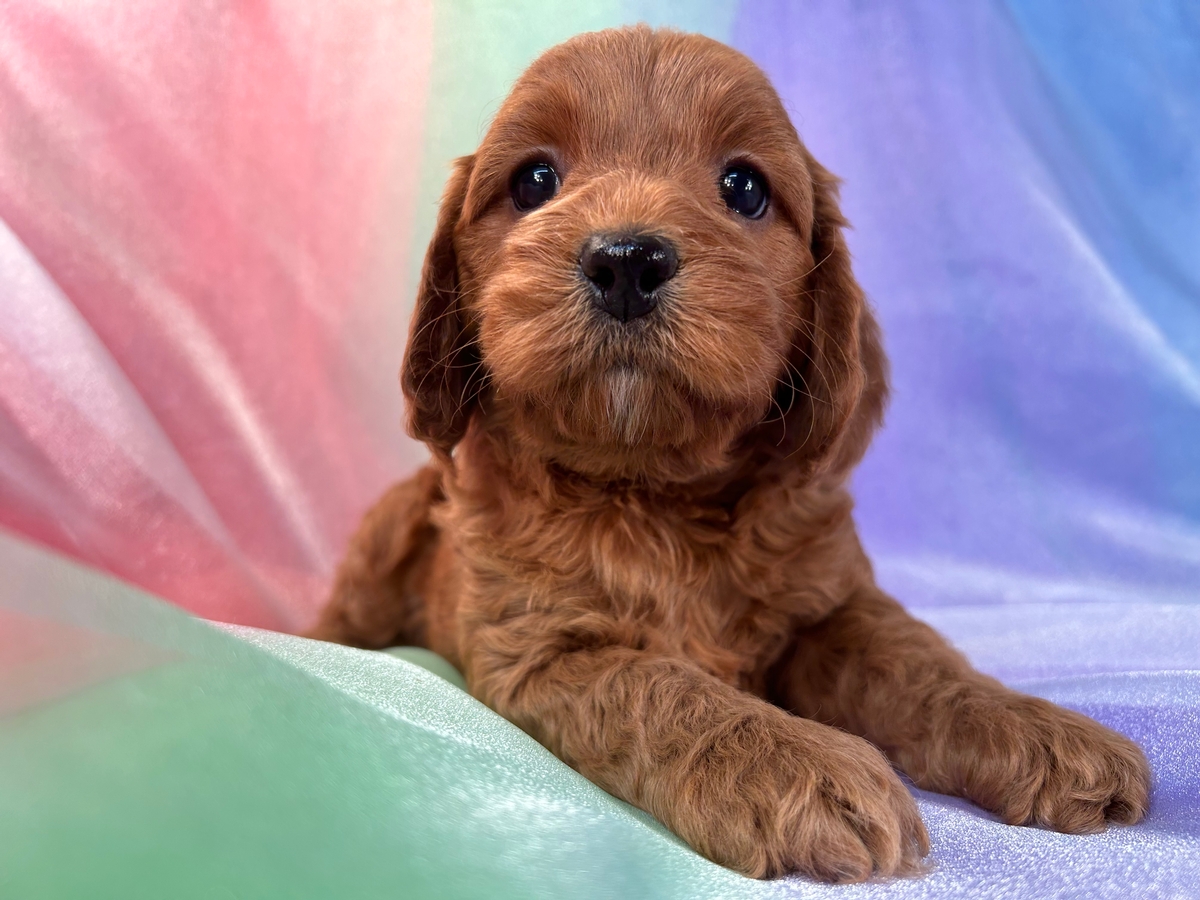 Iowa Cockapoo Breeder, Dark Red Cockapoos Available Now!