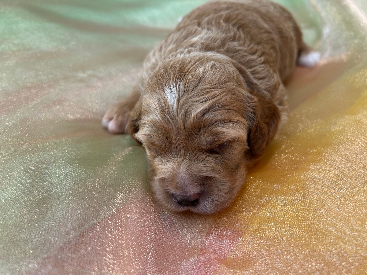 Buff and White Cockapoo Females Available Now!