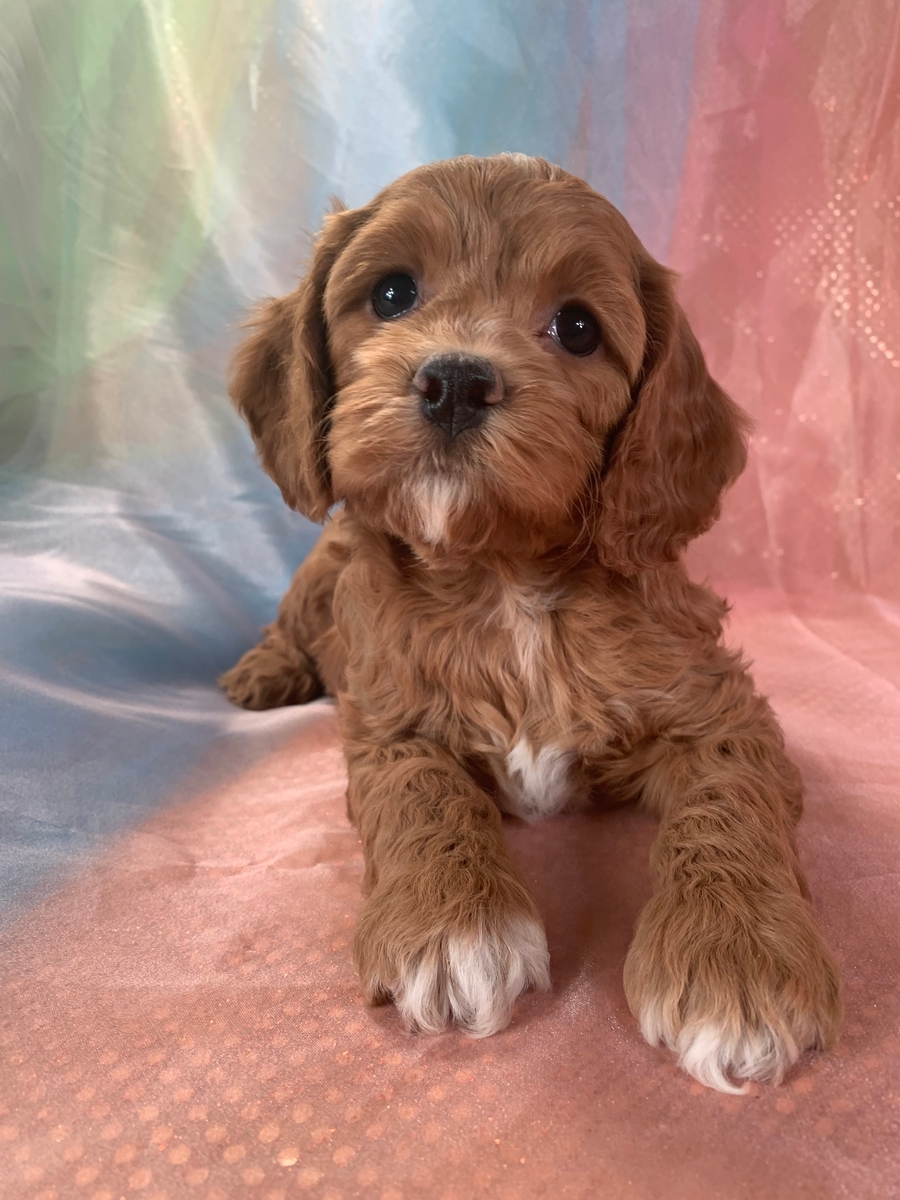 Dark Red Cockapoo Puppies for Sale in Iowa, $1200, Puppies Available!