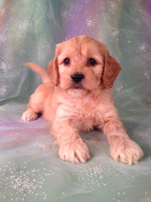 Red Male cockapoo Puppy for sale with a tail. Iowa, Minnesota, Illinois ...