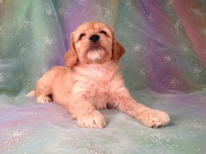 Red Male cockapoo Puppy for sale with a tail. Iowa, Minnesota, Illinois ...