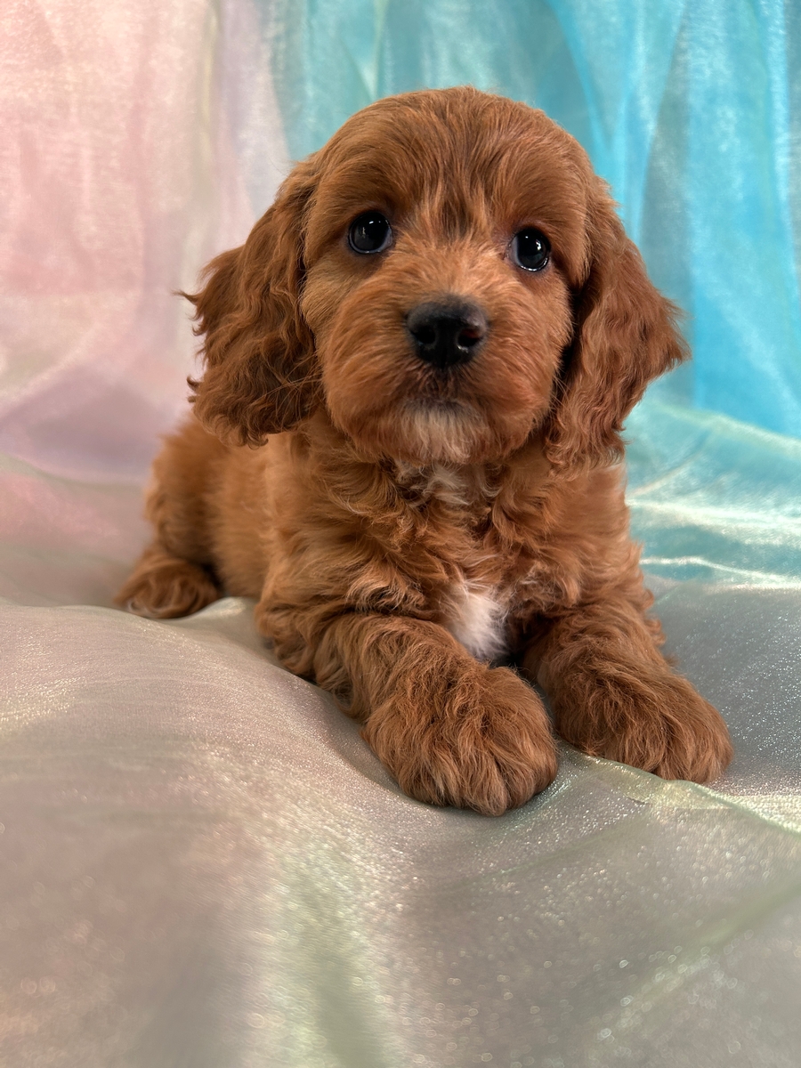 Dark Red Cockapoo Puppy for Sale, IA, MN