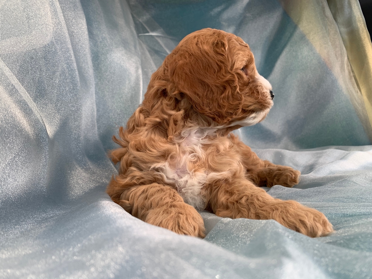 Buff F1 Cockapoo Pups for Sale, Cockapoo Breeders, Iowa, MN, Wisconsin