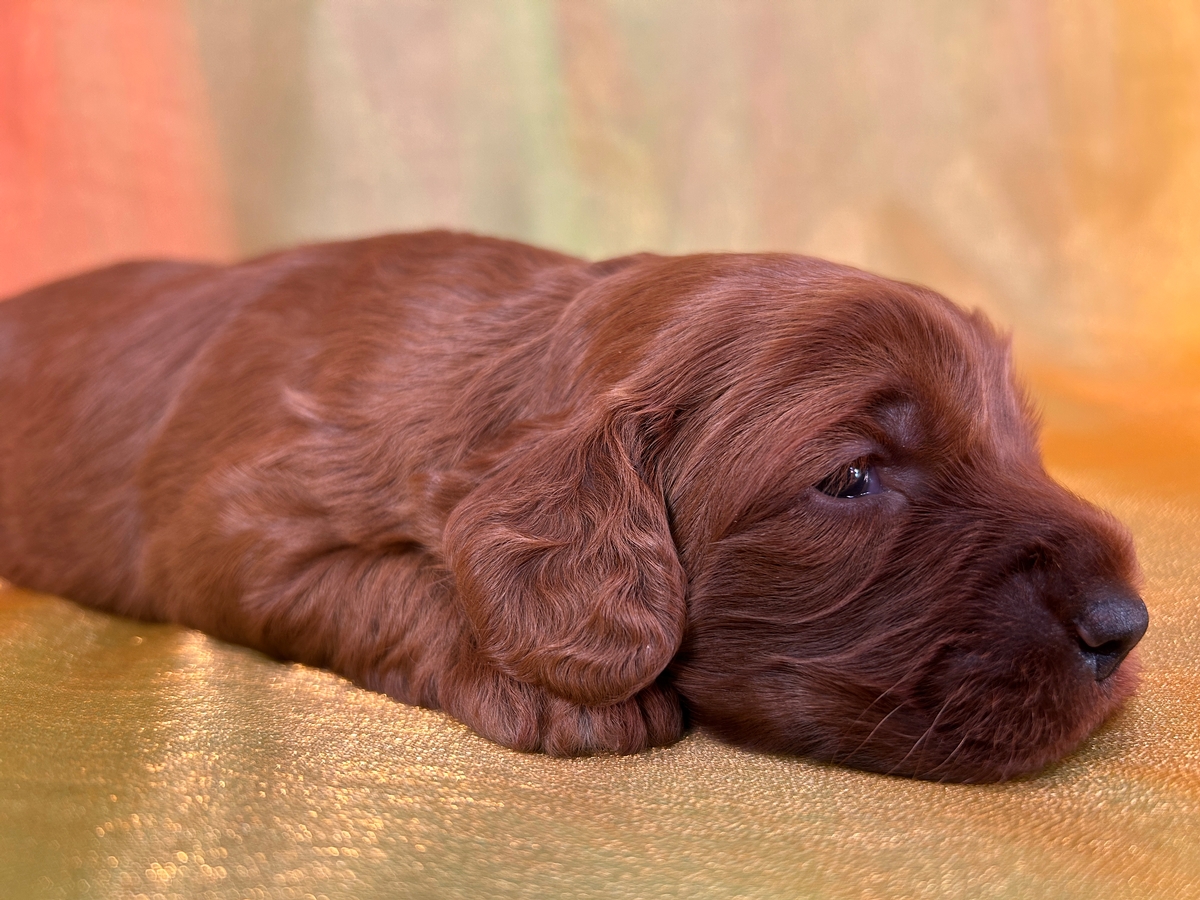 Dark Red Cockapoo Puppies Ready Now!