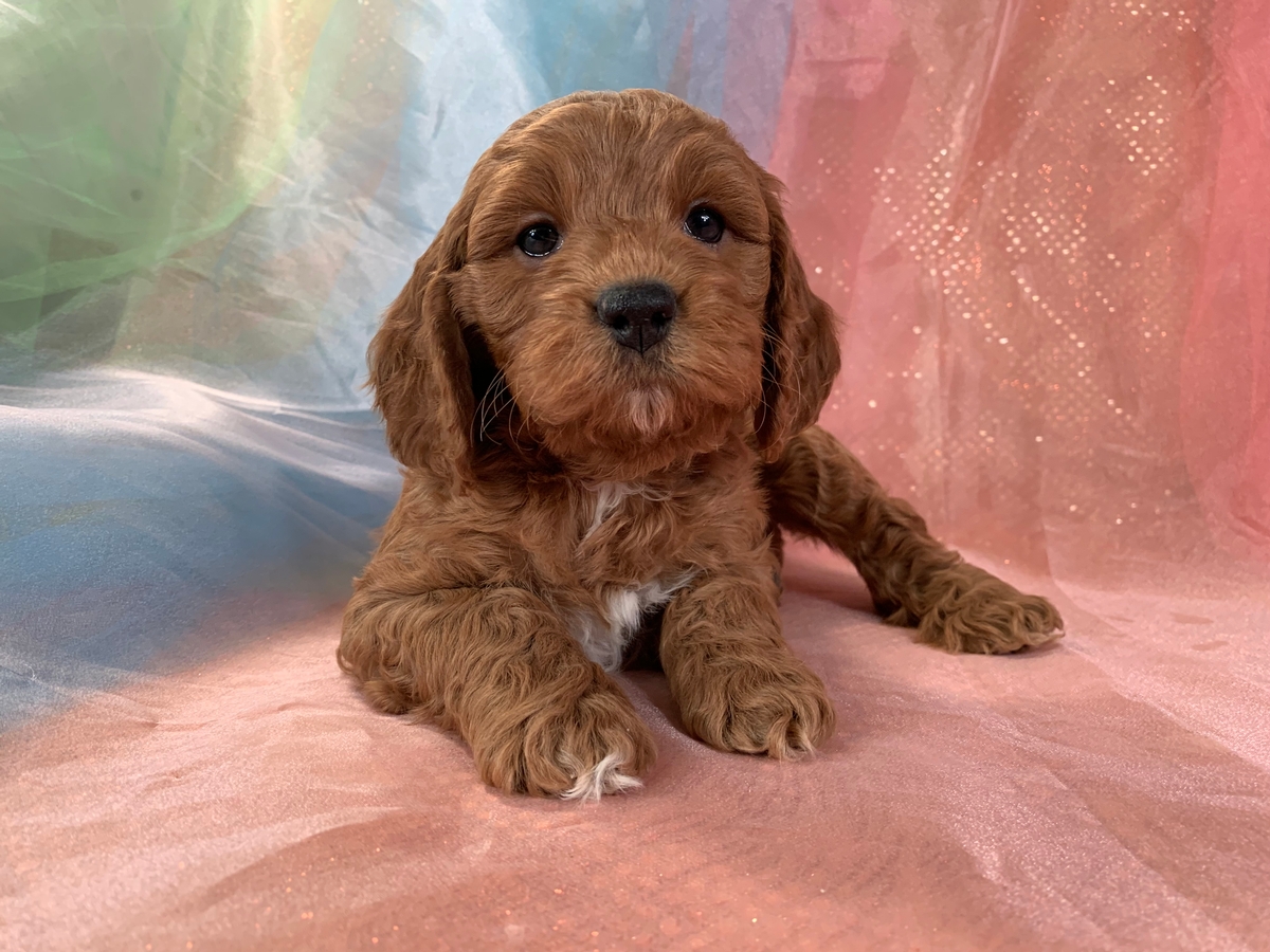 Professional Cockapoo Breeders, Wisconsin, Minnesota, Iowa.