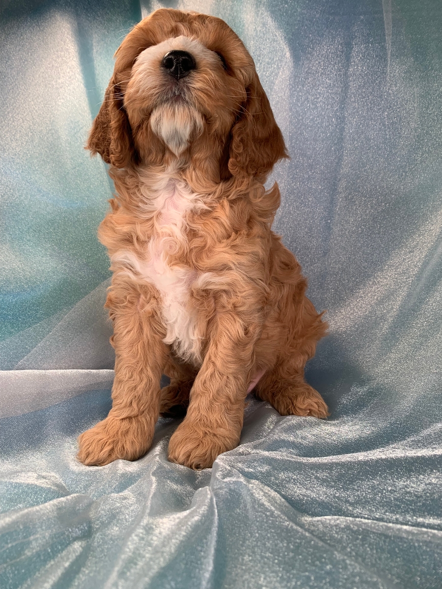 Buff F1 Cockapoo Pups for Sale, Cockapoo Breeders, Iowa, MN, Wisconsin