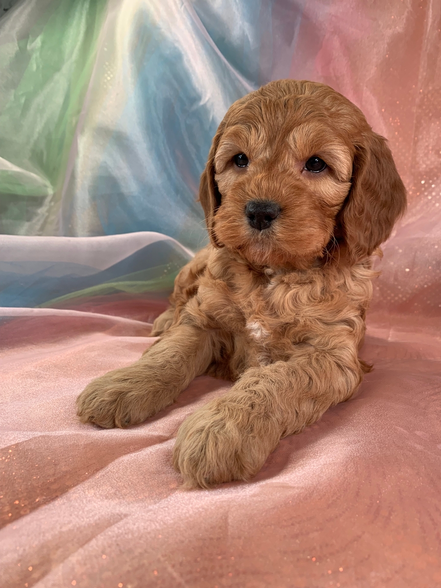Female Cockapoo Puppies for Sale, Iowa's Top Cockapoo Breeders