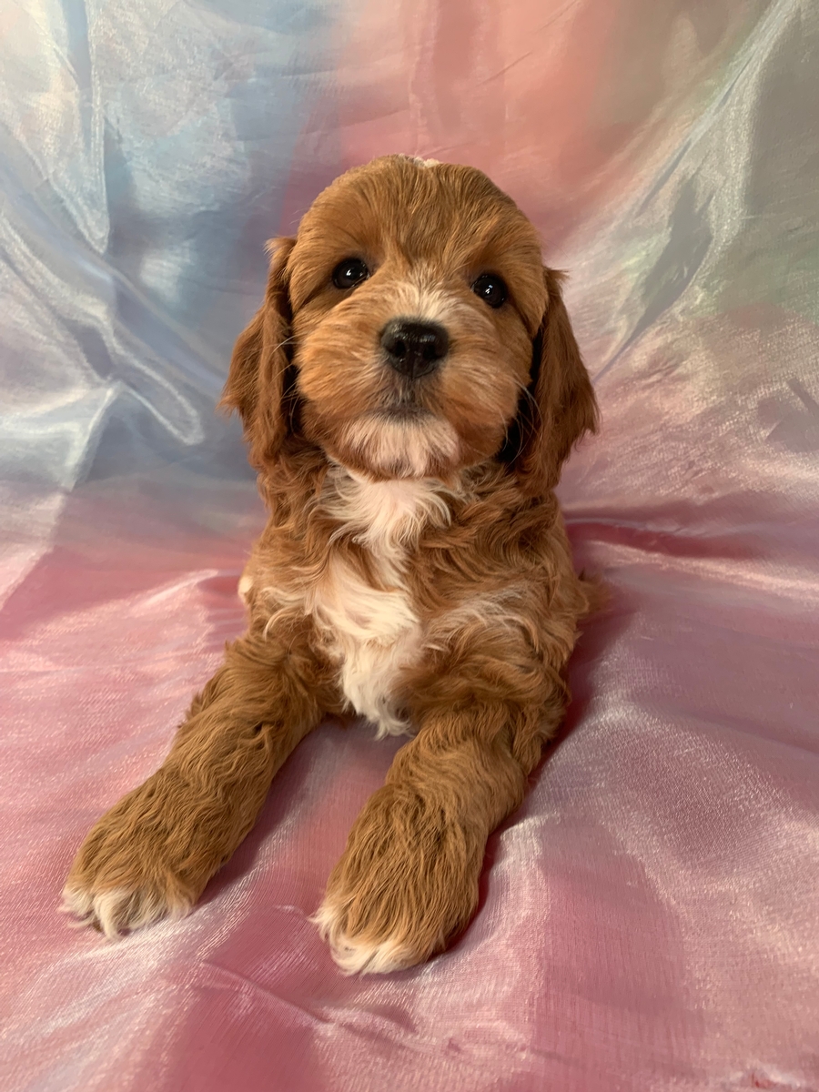 Dark Red Cockapoo Puppies for Sale, $1200, Professional Breeder